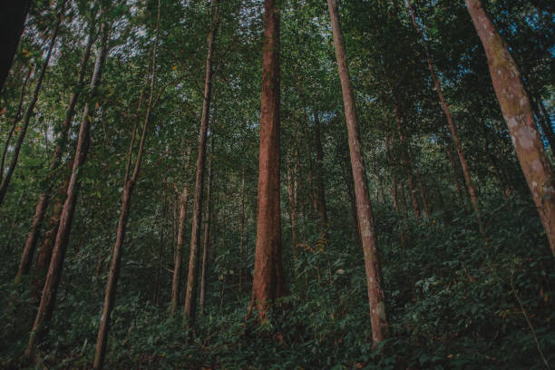 30,000+ Jungle Tree Pictures | Download Free Images on Unsplash