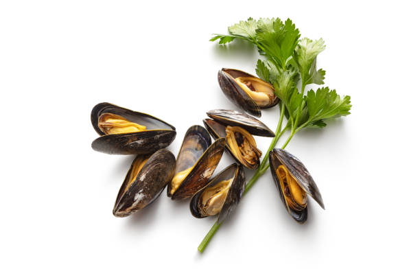 Free picture: freshwater mussel, mussel, riverbank, sand, water, beach ...