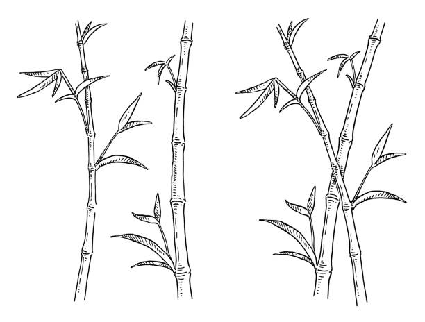 Simple Bamboo Drawing