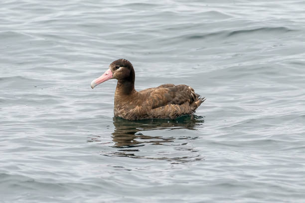 Free picture: male, short tailed, albatross, bird, chick, phoebastria ...