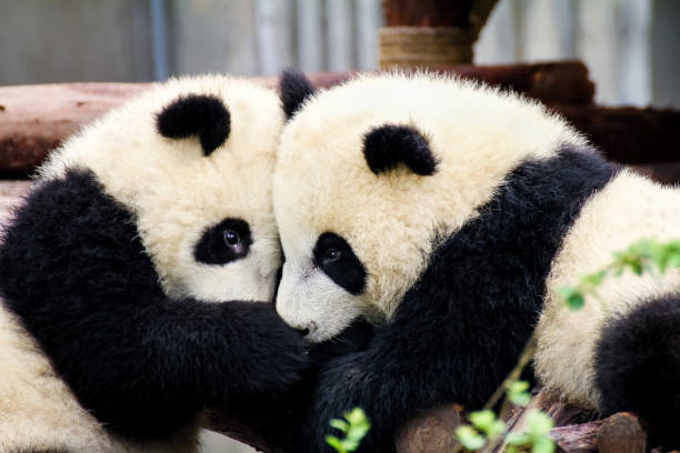 Pandas Hugging Each Other Pandas Hugging Each Other