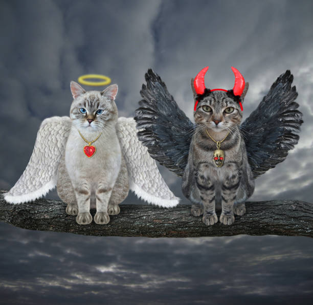 Hell Cat Pictures | Download Free Images on Unsplash