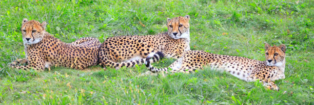 Gepard Pictures | Download Free Images on Unsplash