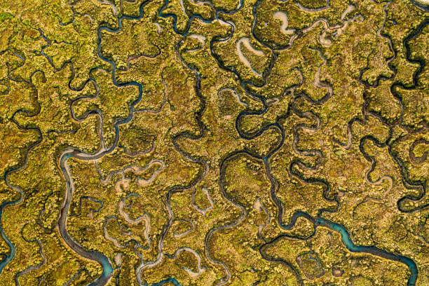 Free picture: aerial, marsh