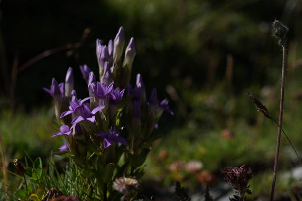 Bloem Pictures | Download Free Images on Unsplash