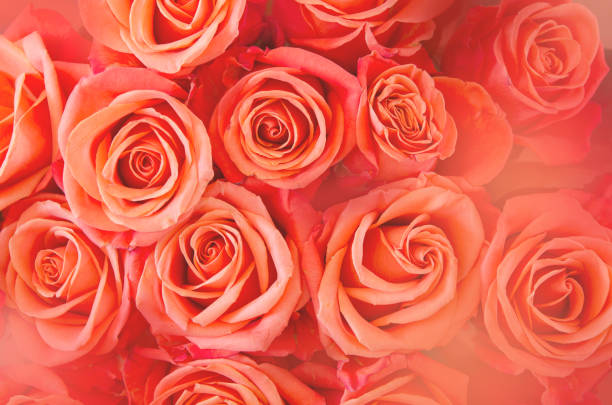 Peach Rose Pictures | Download Free Images on Unsplash