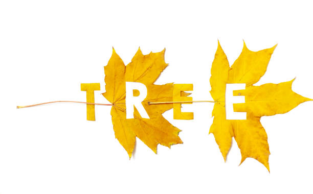 Words carved in the tree | Free Stock Image - Barnimages