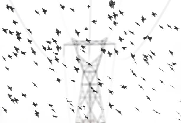 Free Stock Photo of A group of birds on power lines | Download Free ...