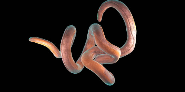 Free photos of pinworm. Free images, stock photos and illustration ...