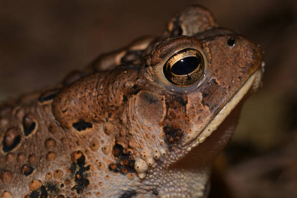 Free picture: American toad, frog, head, up-close, forest