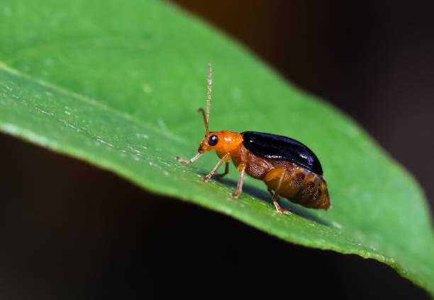 Bettle Pictures | Download Free Images on Unsplash