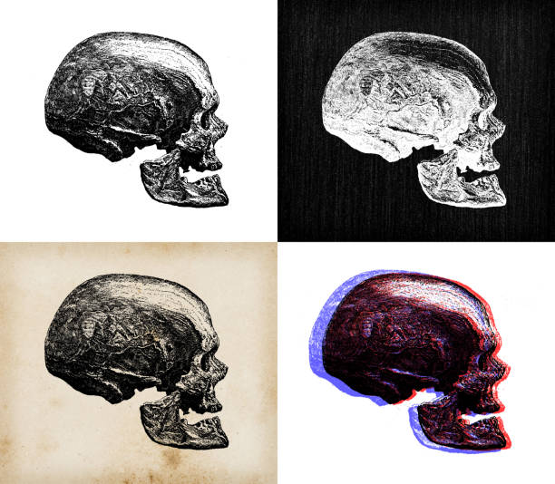 20 Cromagnon Drawing Illustrations Royalty Free Vector Graphics
