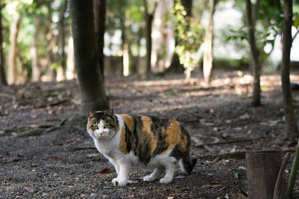 Free Stock Photo of Catri calico cat | Download Free Images and Free ...