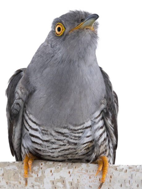 Cuckoo Bird Pictures | Download Free Images on Unsplash