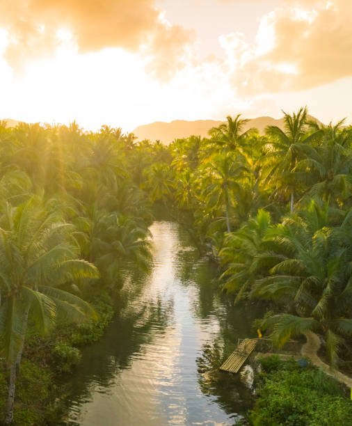 1000+ Amazon Rainforest Pictures | Download Free Images on Unsplash