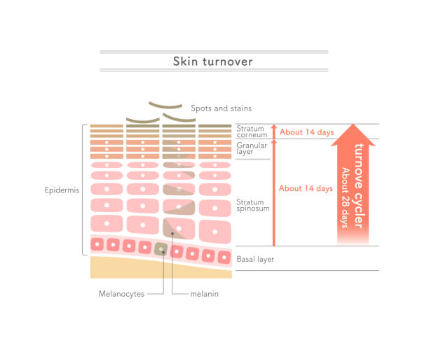 290+ Skin Turnover Stock Illustrations, Royalty-Free Vector Graphics ... 290+ Skin Turnover Stock Illustrations, Royalty-Free Vector Graphics ...
