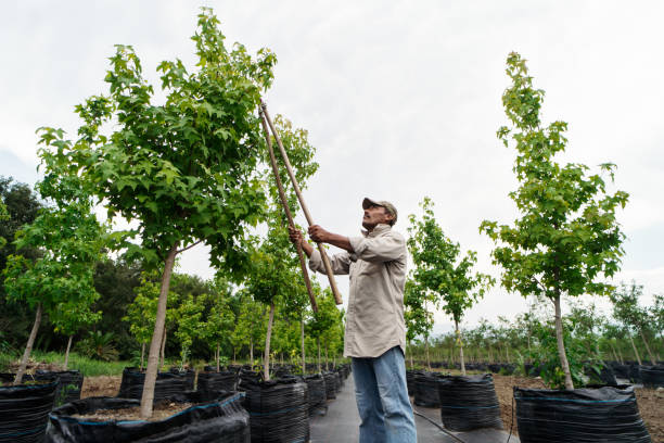 Tree Farm Pictures | Download Free Images on Unsplash