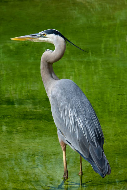 Blue Heron Pictures | Download Free Images on Unsplash