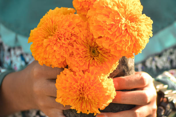 Marigold Pictures | Download Free Images on Unsplash