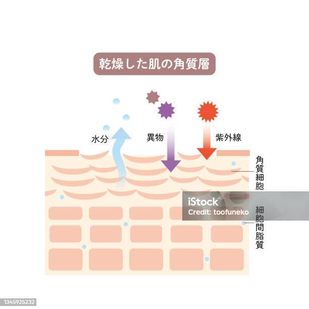 Stratum Corneum Of The Skin Structure Of The Skin Skin Diagram Beauty