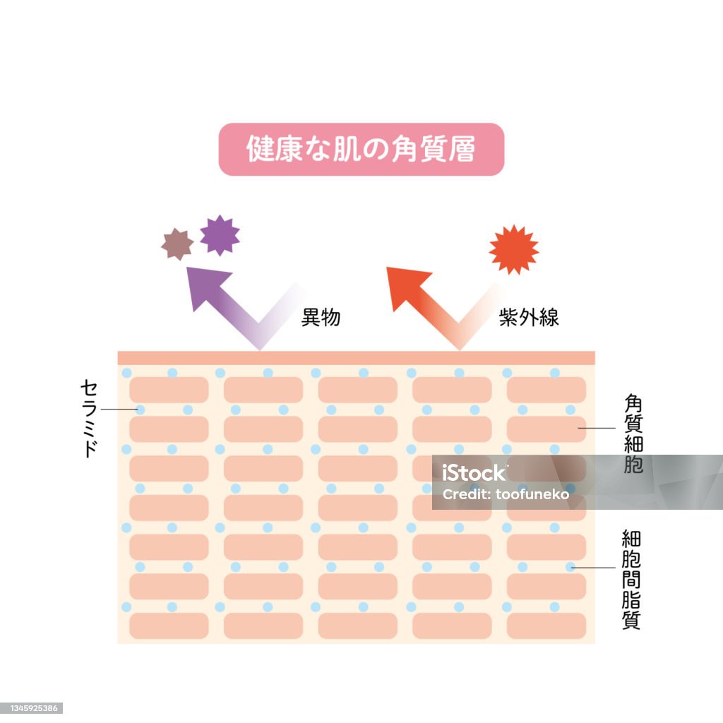 Stratum Corneum Of The Skin Structure Of The Skin Skin Diagram Beauty