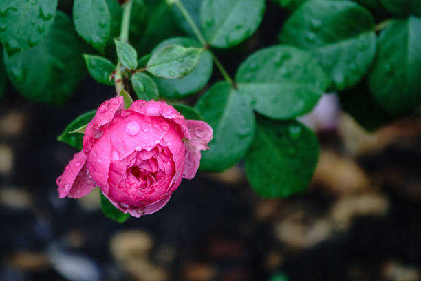 Wet Rose Pictures | Download Free Images on Unsplash