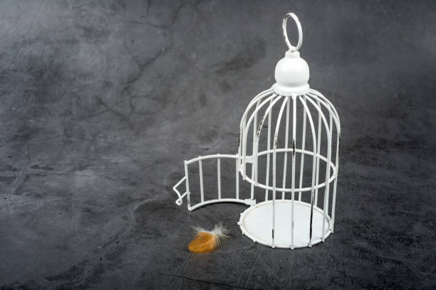 Free Stock Photo of Bird and Open Bird Cage - Freedom Concept ...