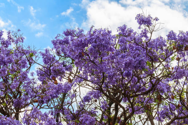 Jacaranda Pictures | Download Free Images on Unsplash