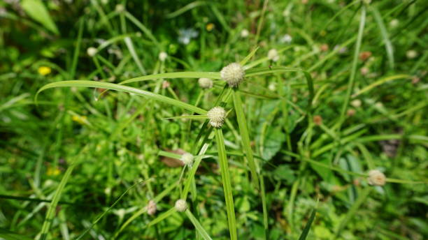 Rumput Pictures | Download Free Images on Unsplash