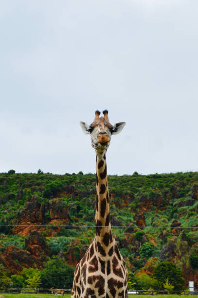 Free Stock Photo of Giraffe looking at camera | Download Free Images ...