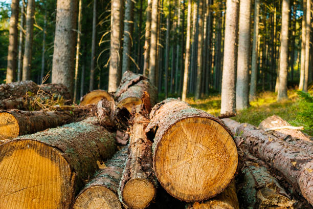 Lumber Yard Pictures | Download Free Images on Unsplash