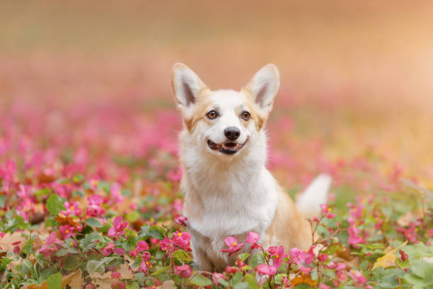 1 300点を超えるペムブローク教区のストックフォト、写真、そしてロイヤリティフリーの画像 Istock