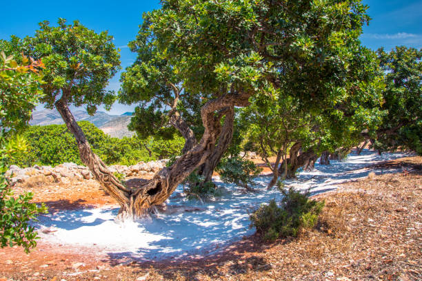 Chios Pictures | Download Free Images on Unsplash