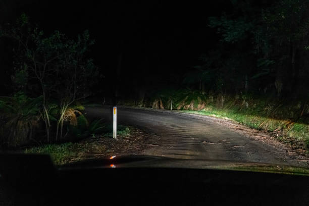 Forest Road At Night Pictures | Download Free Images on Unsplash