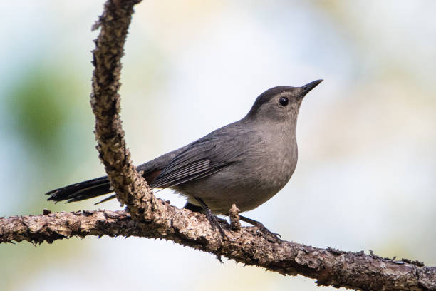 Free picture: catbird, branch