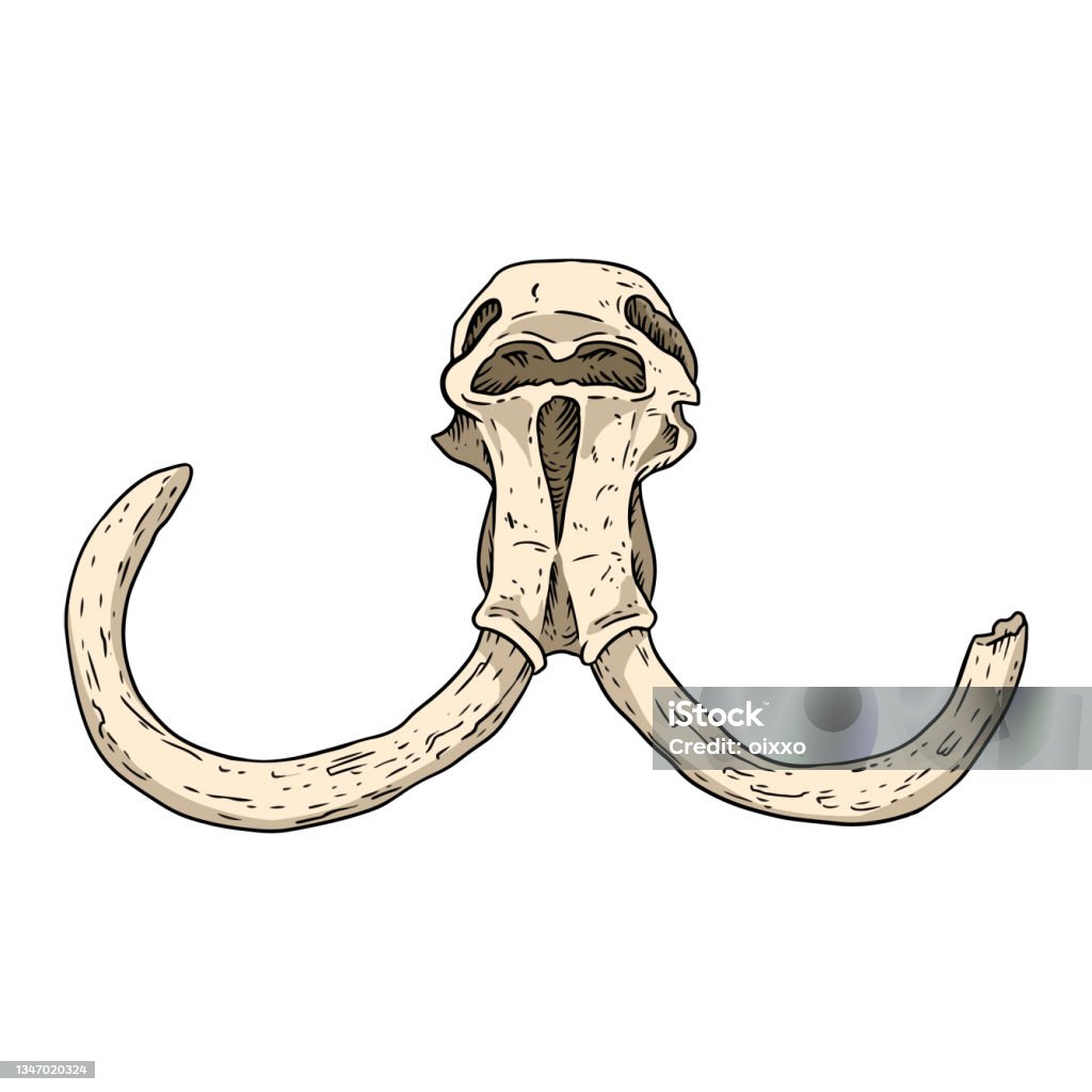 Tengkorak Fosil Mammoth Dengan Gambar Sketsa Yang Digambar Tangan ... Tengkorak Fosil Mammoth Dengan Gambar Sketsa Yang Digambar Tangan ...