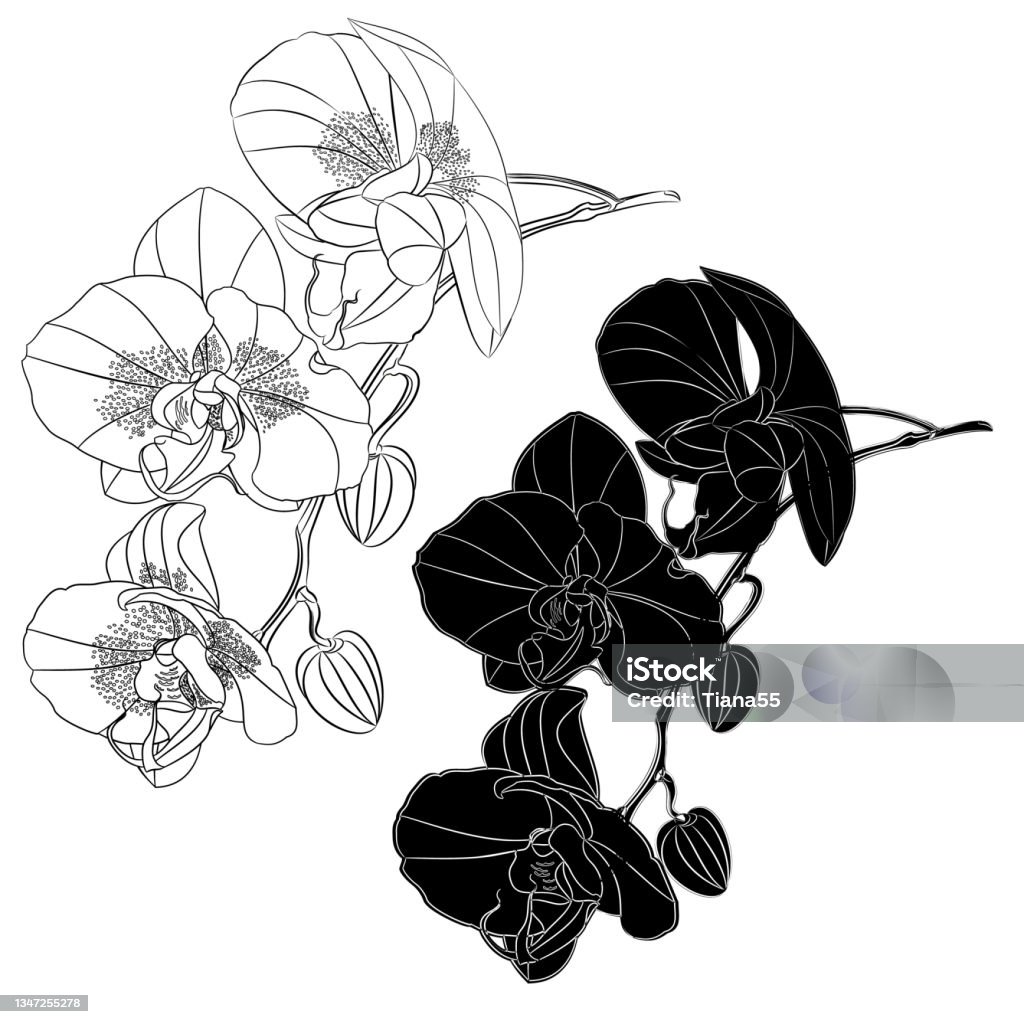 Orchid Phalaenopsis Outline And Silhouette Set First Flower On A White