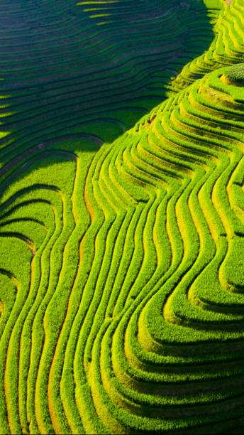 Terraced Fields Pictures | Download Free Images on Unsplash
