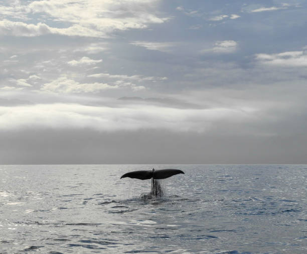 Whale Tale Pictures | Download Free Images on Unsplash