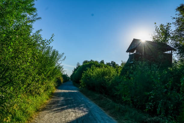 Free picture: forest, resort area, sunlight, shadow, poplar, alley ...