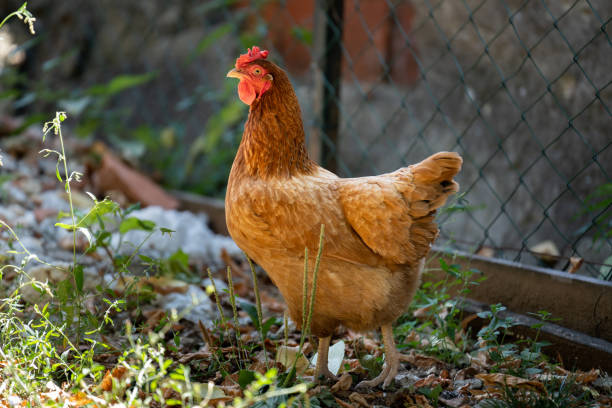 1000+ Chickens Pictures | Download Free Images on Unsplash