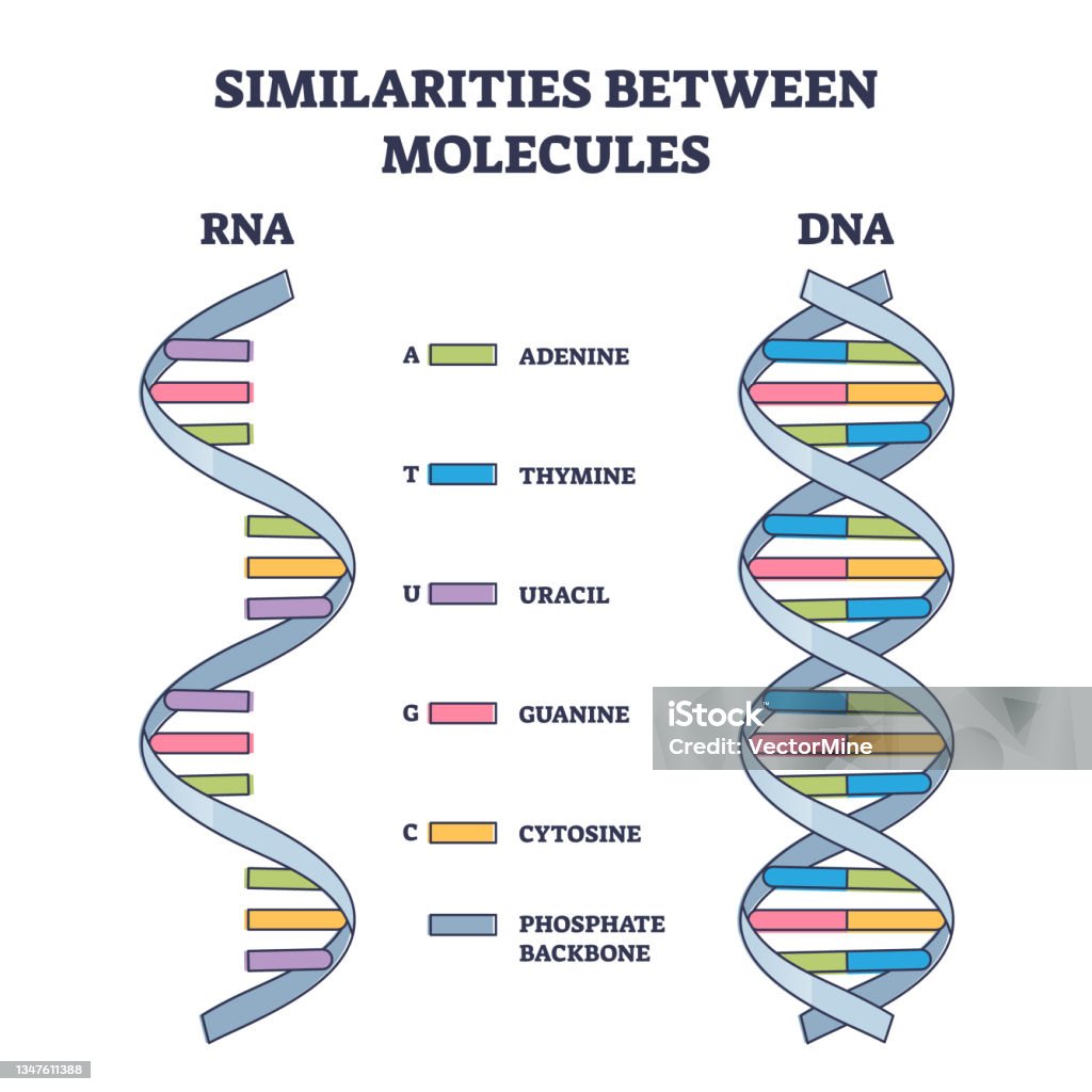 Diferencias Entre Adn Y Arn Diferencias Entre Adn Y Arn