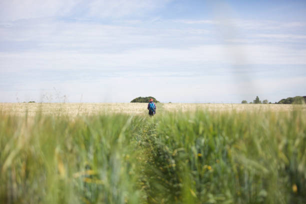 Free Stock Photo of Person Walking Through a Field of Tall Grass ...