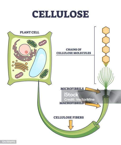 Cellulose As Organic Compound Structure From Plant Cell Outline Diagram ... Cellulose As Organic Compound Structure From Plant Cell Outline Diagram ...