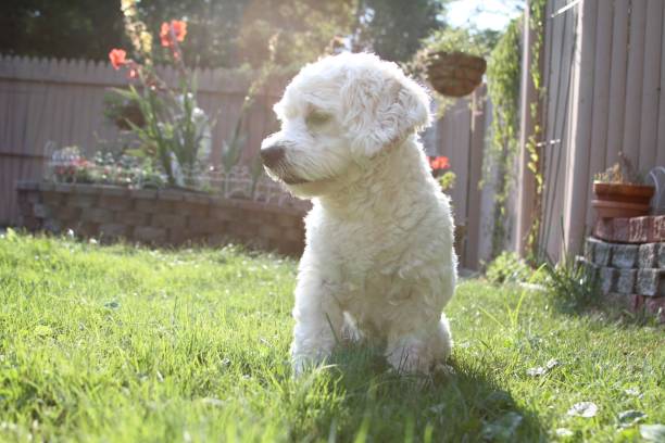 Cockapoo Pictures | Download Free Images on Unsplash