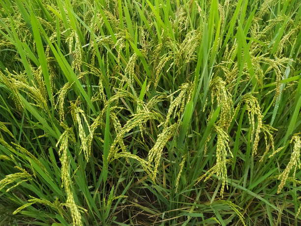 Paddy Crop Field with Rice in Nepal Picture