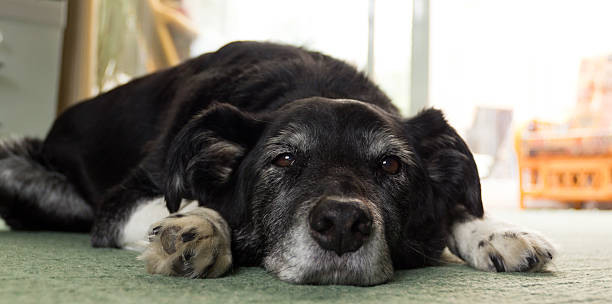 30,000+ Old Dog Pictures | Download Free Images on Unsplash