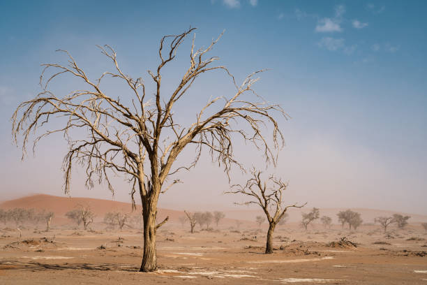 Free Stock Photo of Group of Dead Trees Standing in Desert | Download ...
