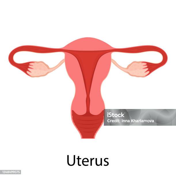 Female Reproductive System Female Reproductive Organs Organs Location