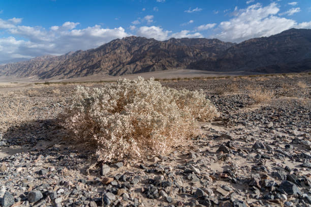 Free picture: Desert plants on high altitude plateu with rocky cliffs ...